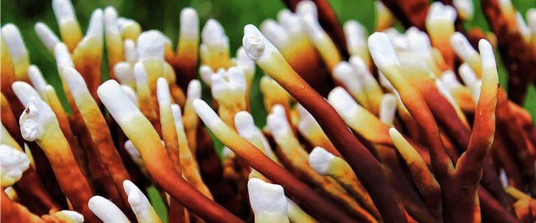 ¿Como identificar los verdaderos beneficios del hongo Ganoderma Lucidum ...